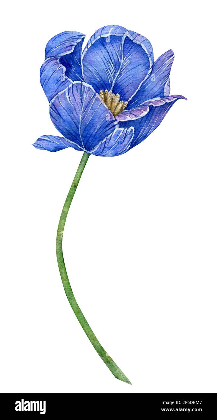 Watercolor blue tulip Hand drawn Floral illustration. design elements ...