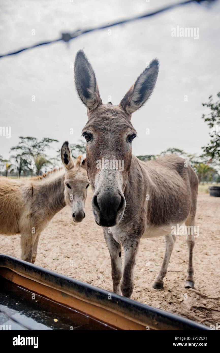 cute donkeys in the field enjoying a beautiful day Stock Photo - Alamy