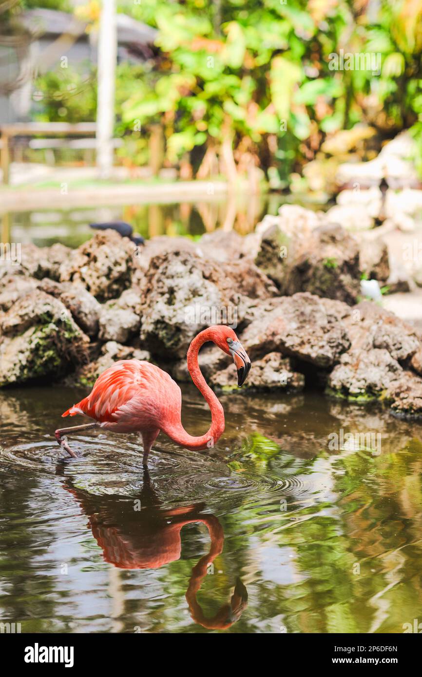 Flamingo gardens in coconut creek hi-res stock photography and images ...