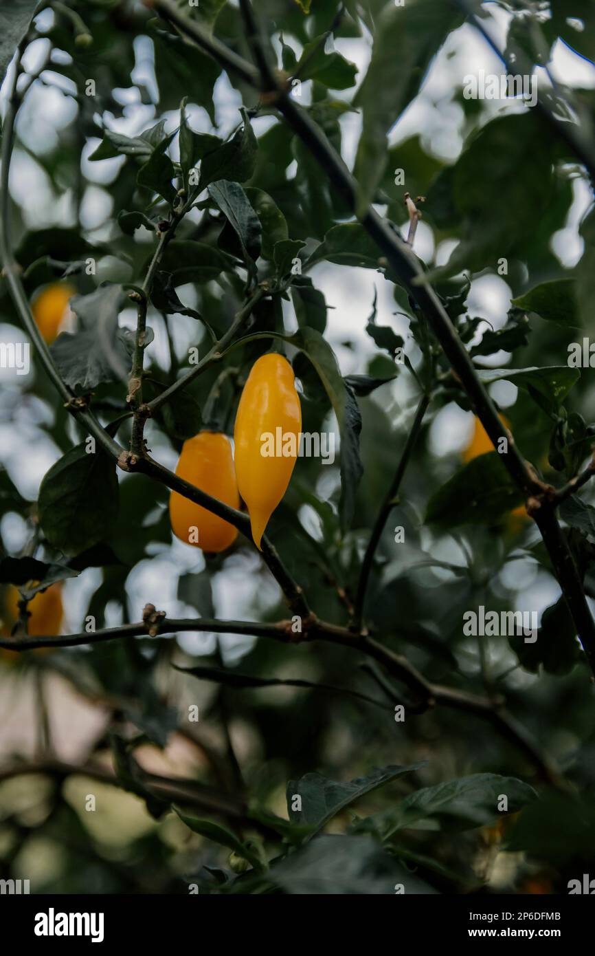 Admire plant and flowers hi-res stock photography and images - Alamy