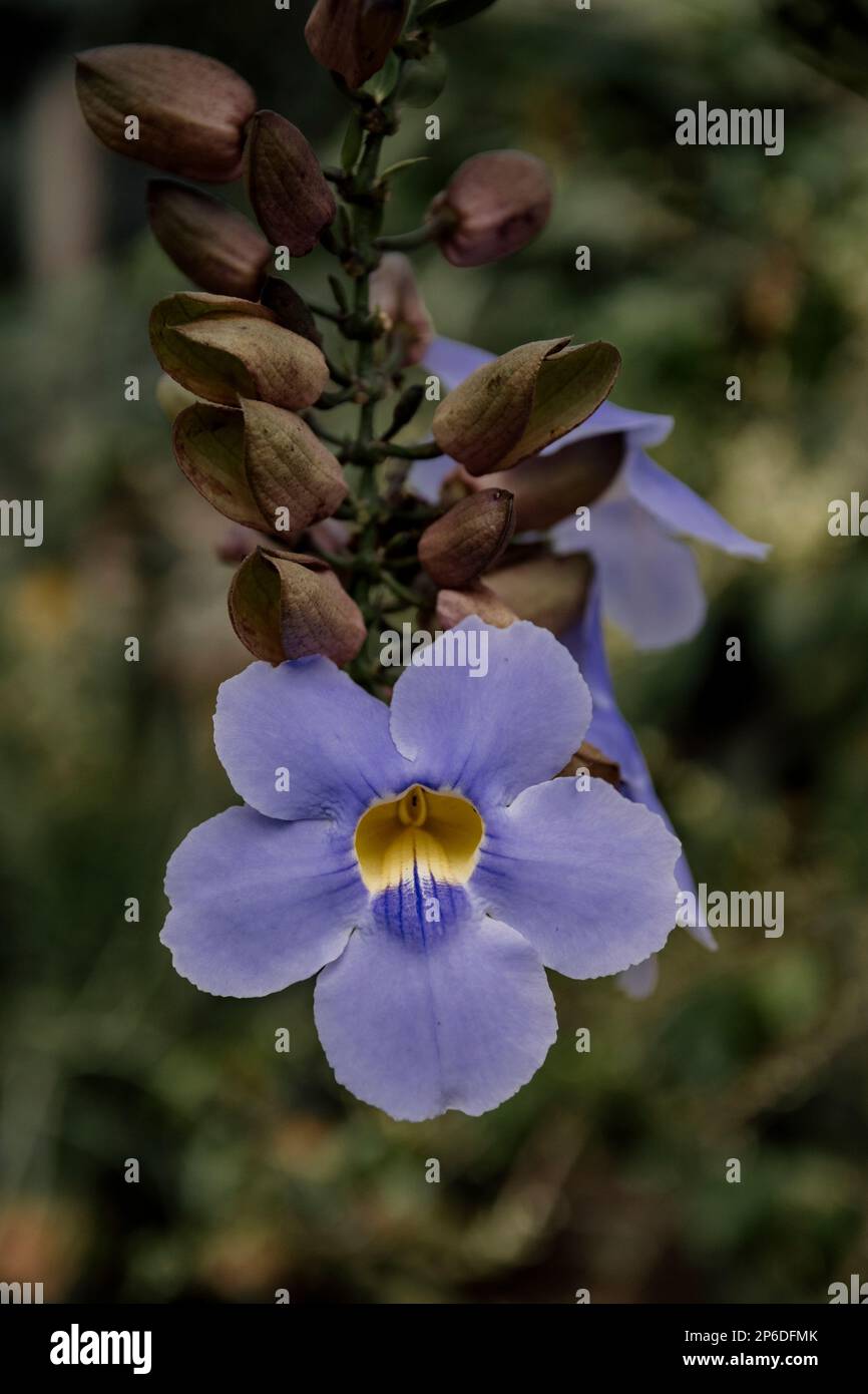 field flowers full of color to admire Stock Photo - Alamy