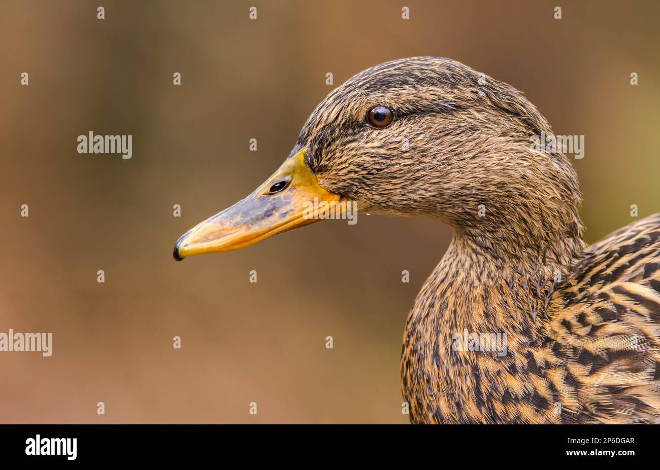 Female mallard duck portrait hi-res stock photography and images - Alamy