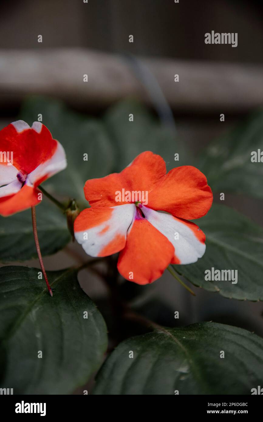 field flowers full of color to admire Stock Photo - Alamy