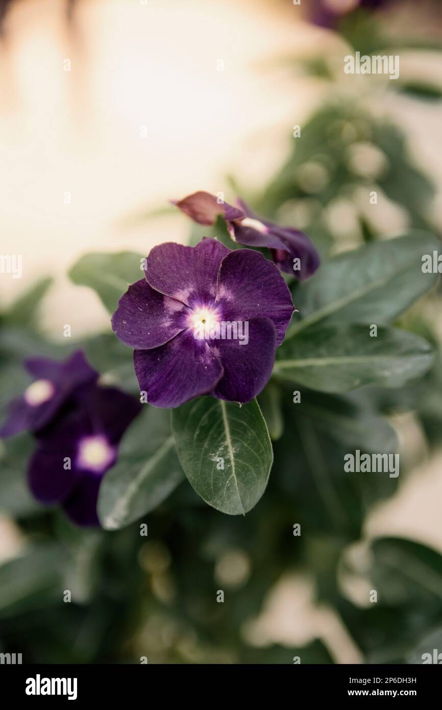 field flowers full of color to admire Stock Photo - Alamy