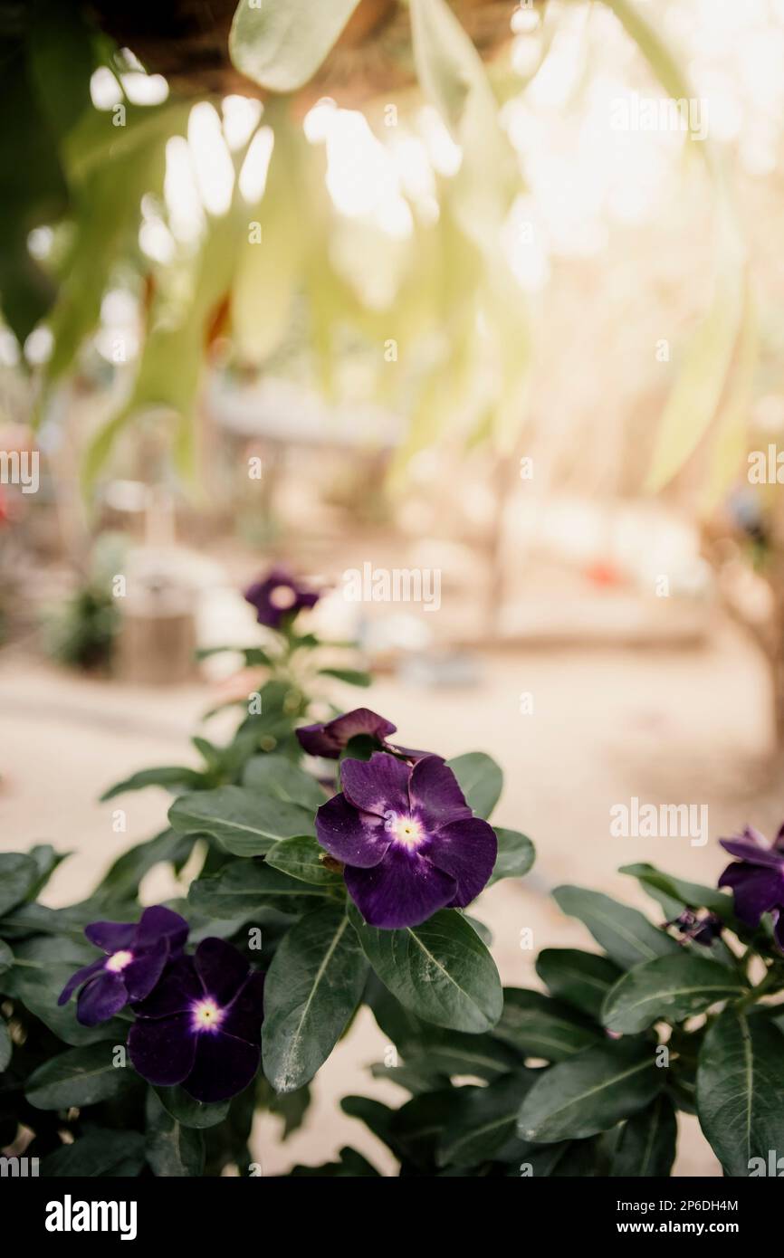 field flowers full of color to admire Stock Photo - Alamy