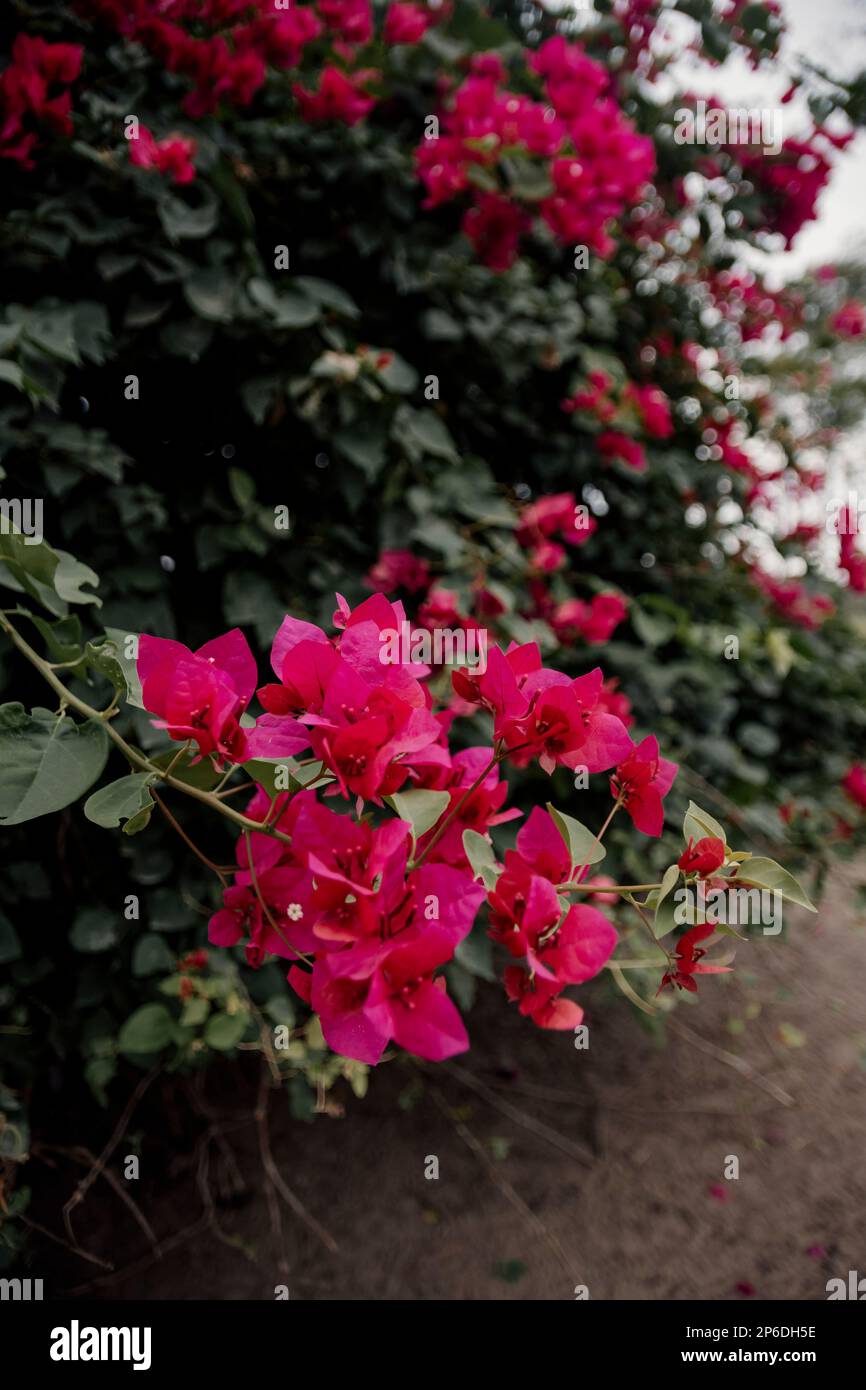 field flowers full of color to admire Stock Photo - Alamy