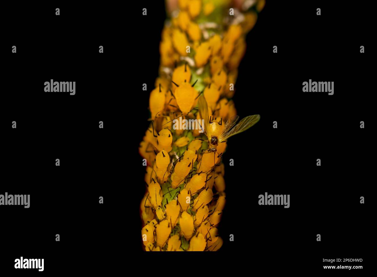 Yellow aphids on the plant with adult winged aphid insect. This is ...