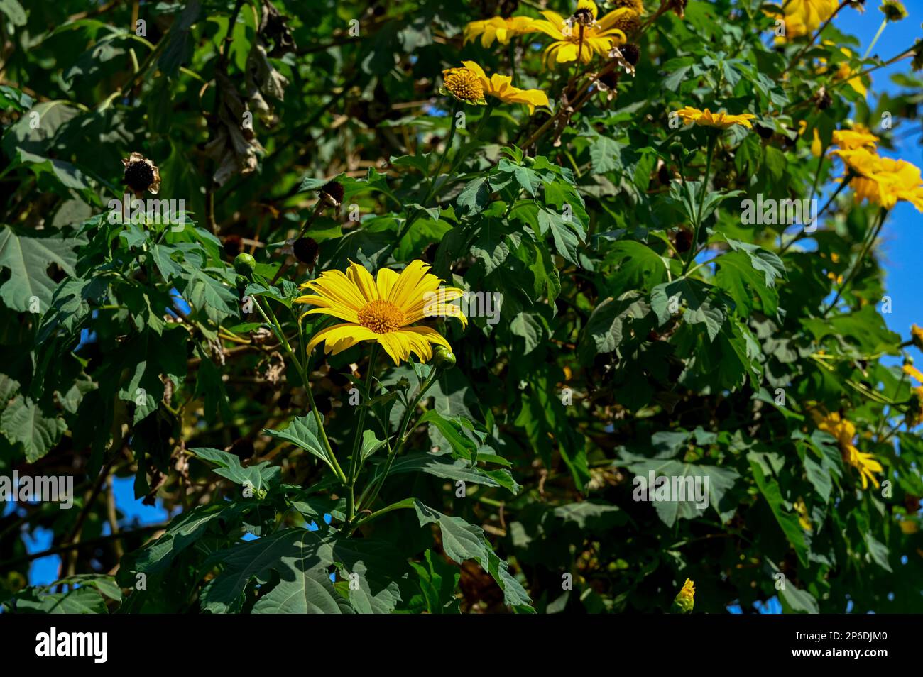 Fully bloomed sunflower hi-res stock photography and images - Alamy