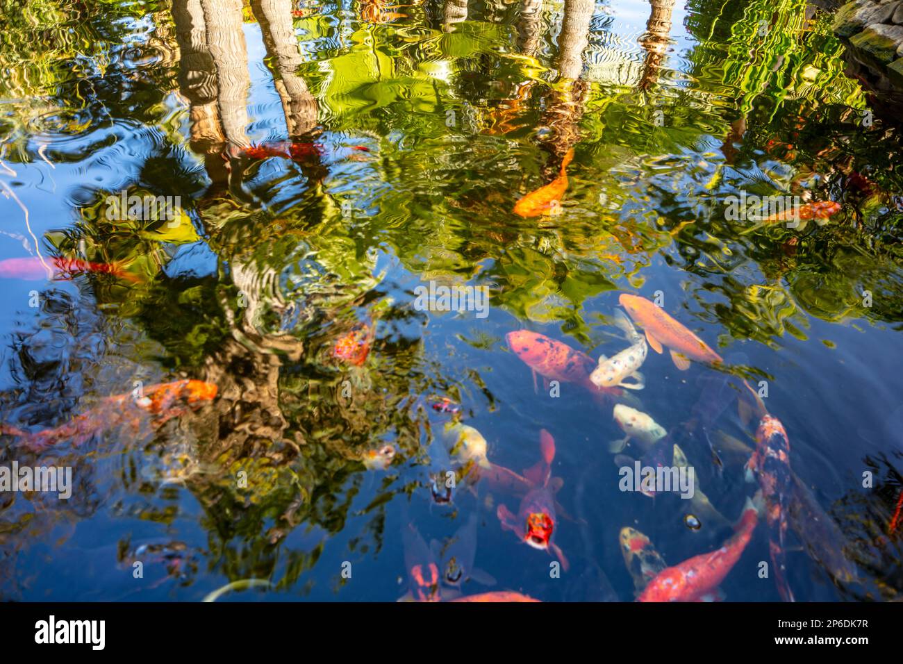 Koi, nishikigoi, brocaded carp, coloured varieties, Amur carp, Cyprinus ...