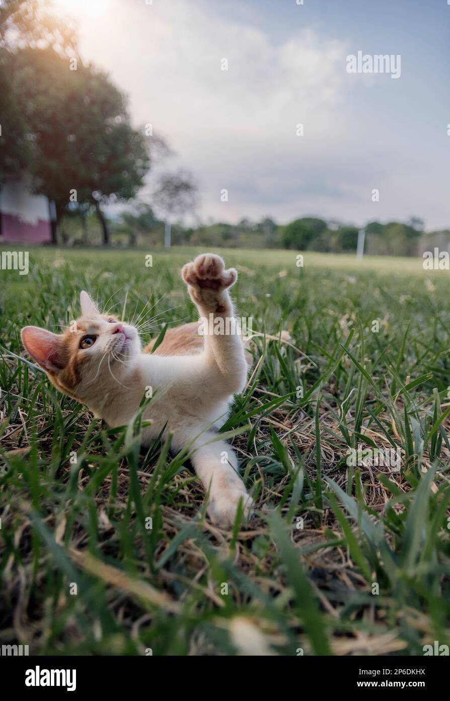 Cat enjoying bed hi-res stock photography and images - Alamy