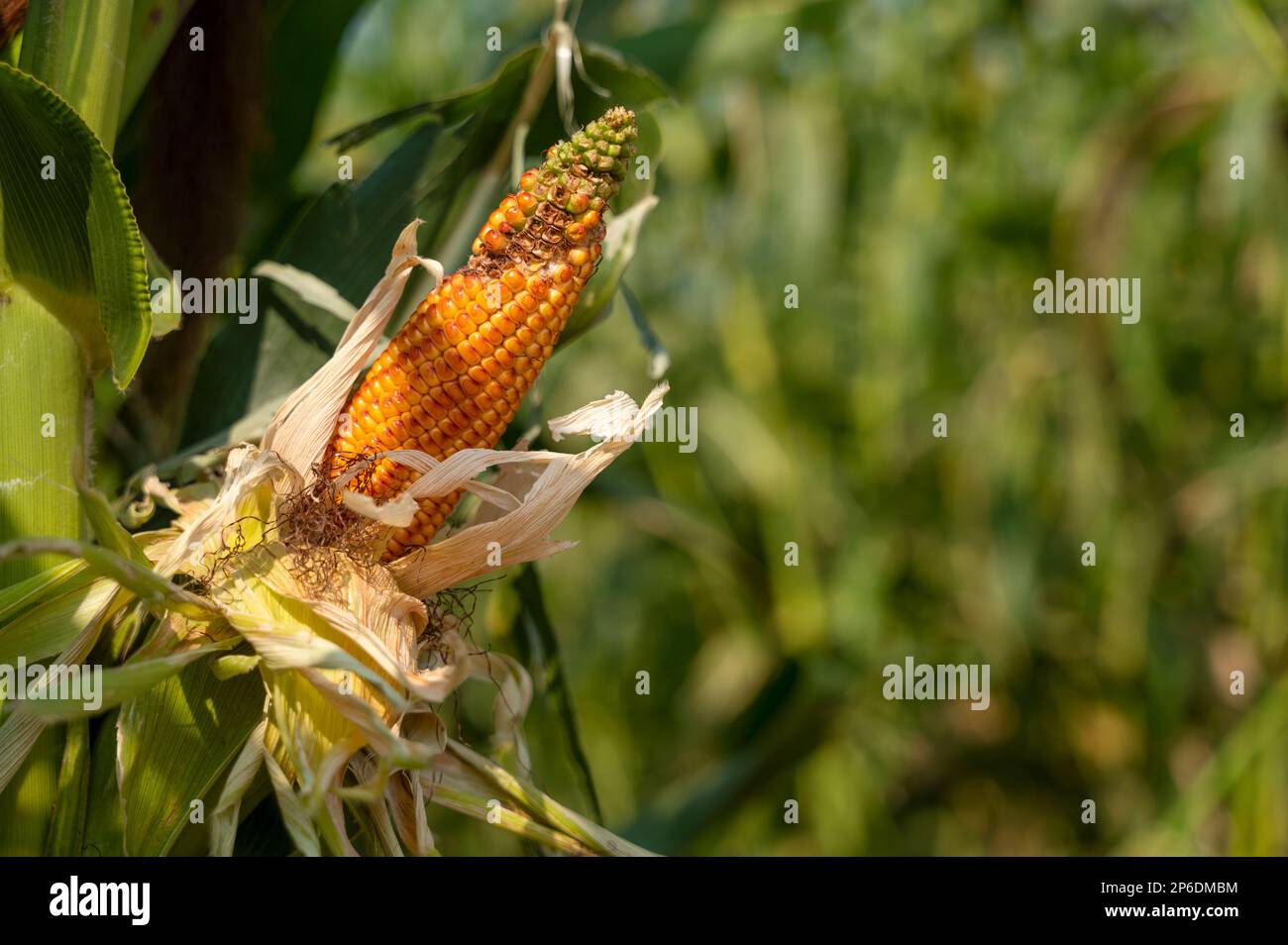 Organic corn fully mature on plant in the agriculture field. Used ...