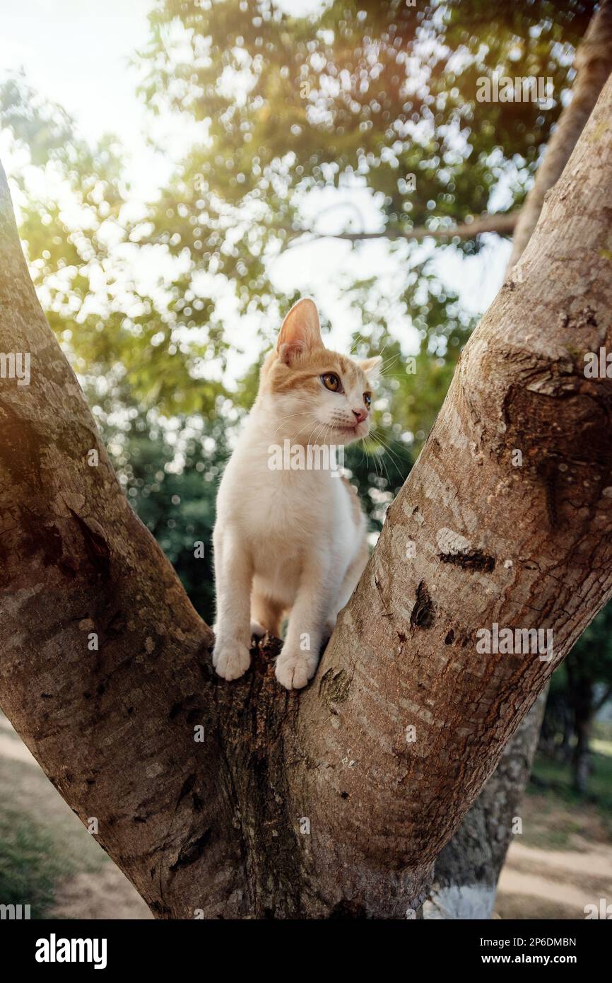beautiful cat enjoying a nice day while playing Stock Photo - Alamy