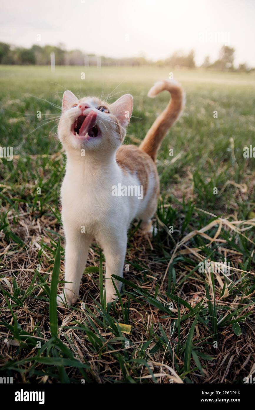 Cat enjoying bed hi-res stock photography and images - Alamy