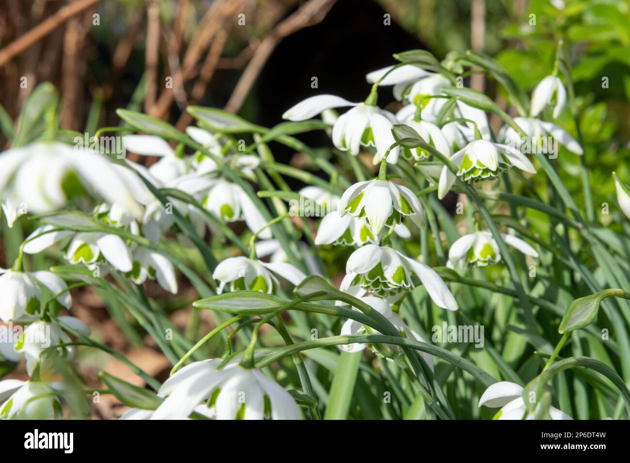Galanthus ophelia snowdrops hi-res stock photography and images - Alamy