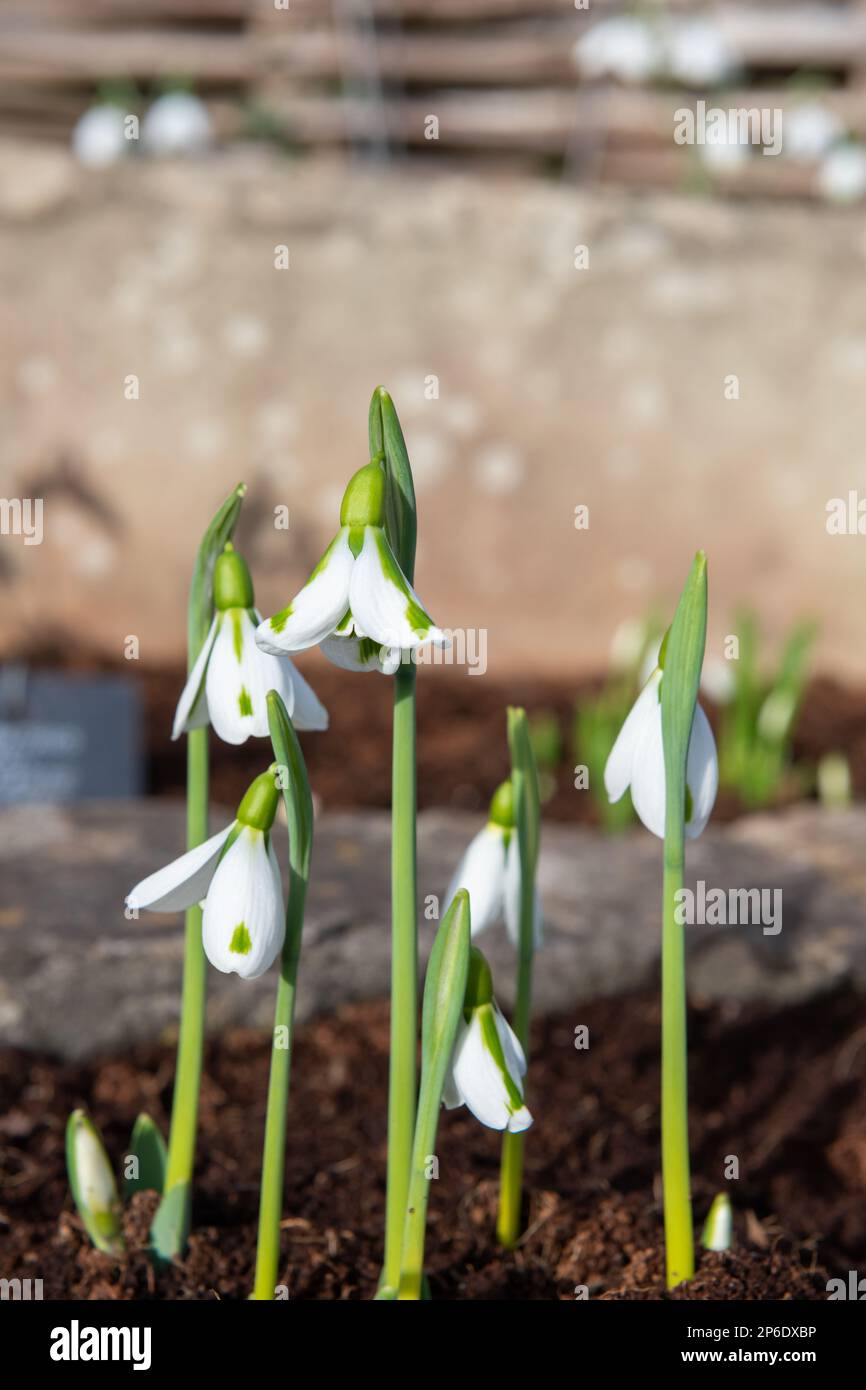South hayes snowdrops hi-res stock photography and images - Alamy