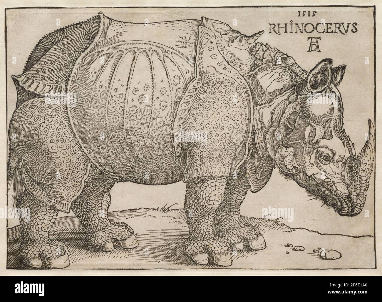 Albrecht Dürer, The Rhinoceros, 1515, woodcut on paper Stock Photo - Alamy
