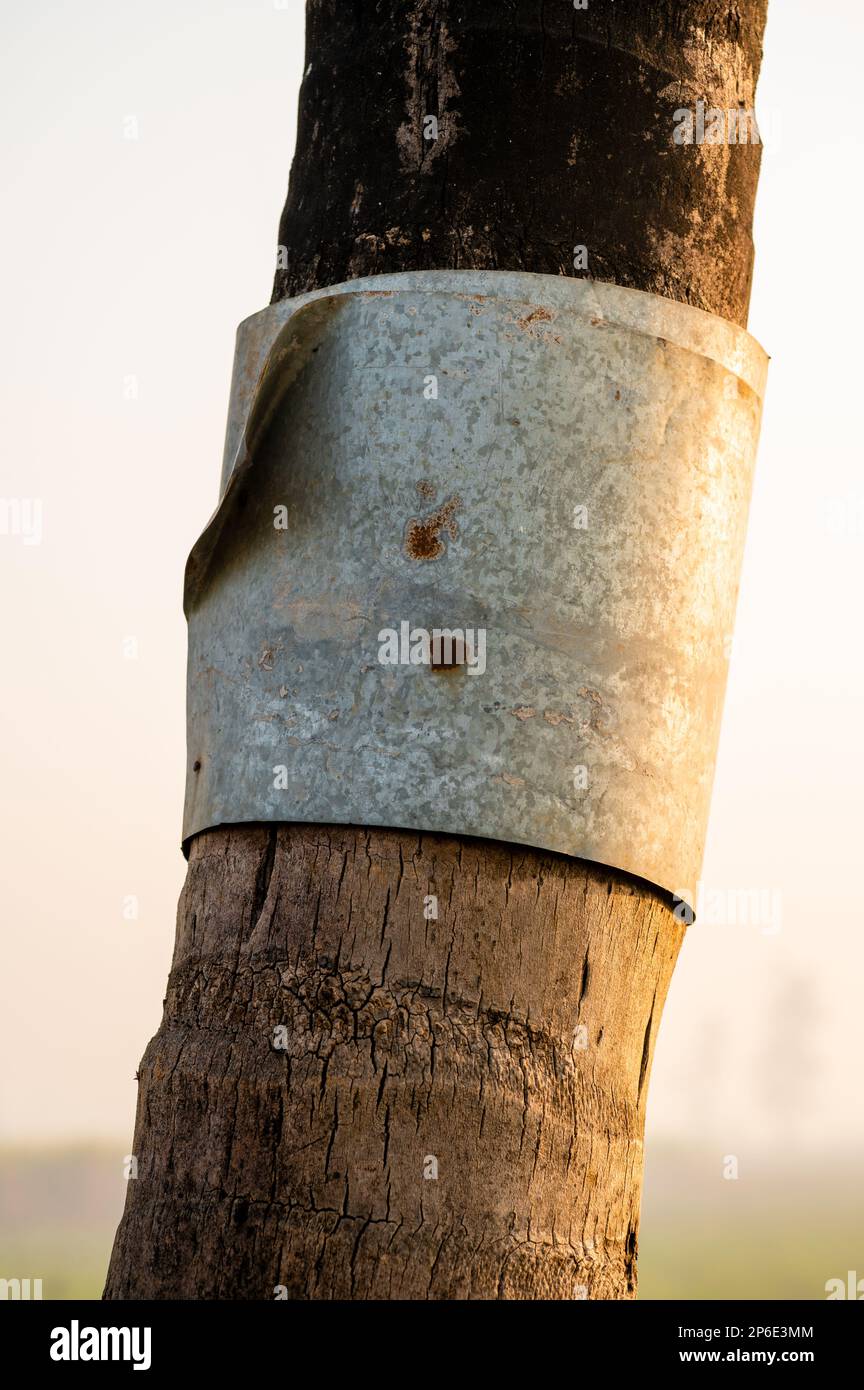 Tin or metal band applied on the coconut trunck to avoid climbing of ...