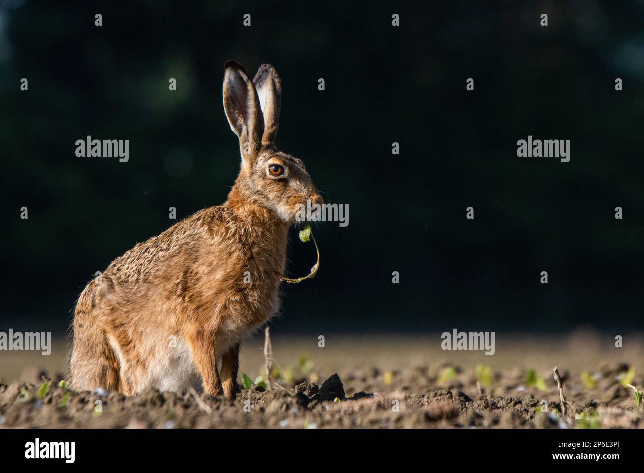 Dusty nose hi-res stock photography and images - Alamy