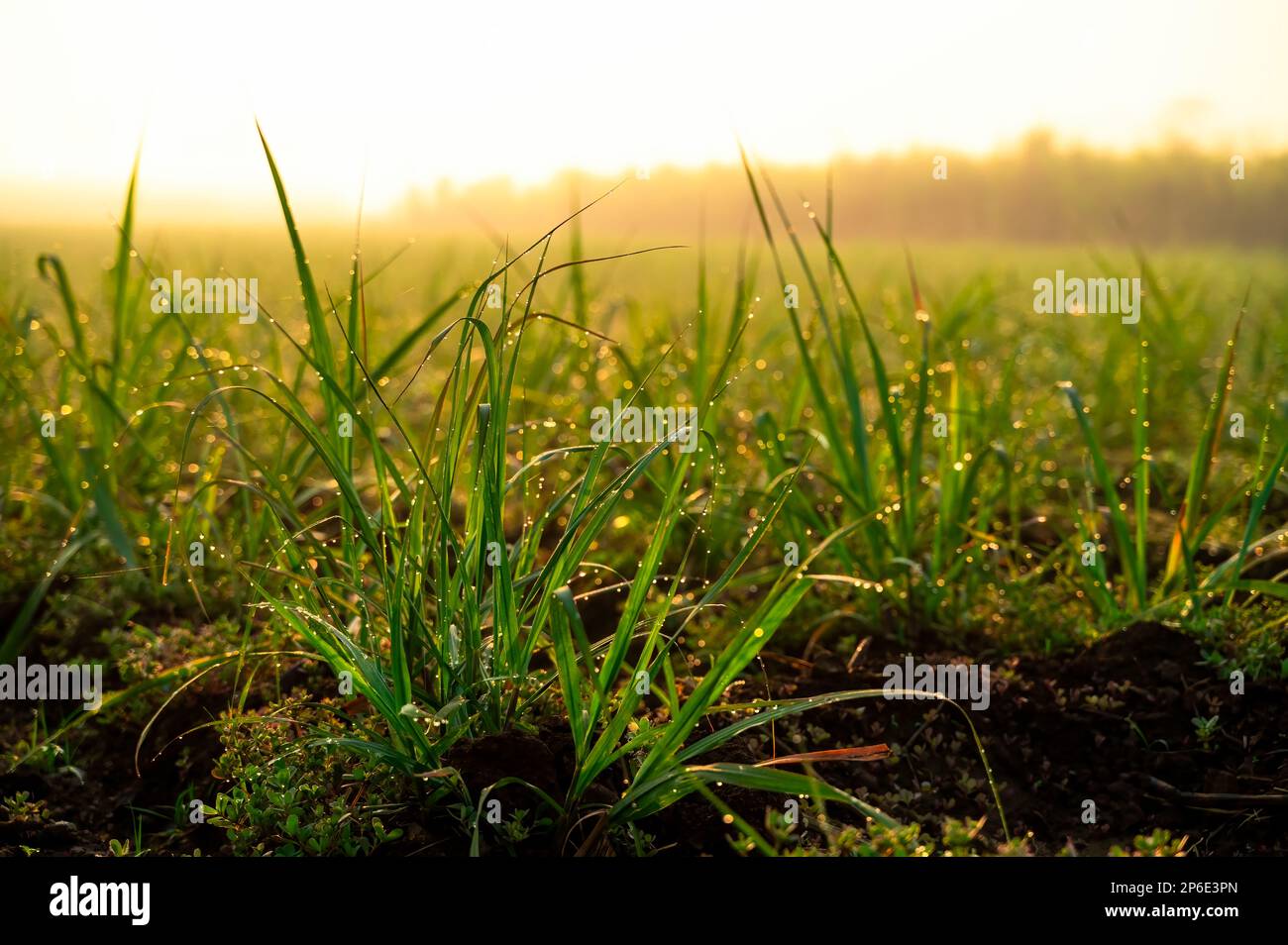 Early morning dew droplets shining on the leaves of sugarcane in the ...