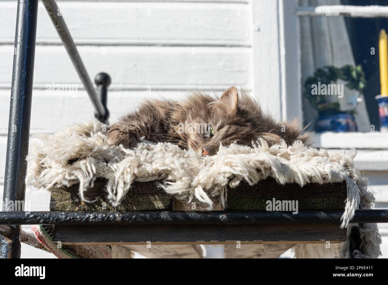 Old furry cat resting outside on a bench Stock Photo - Alamy