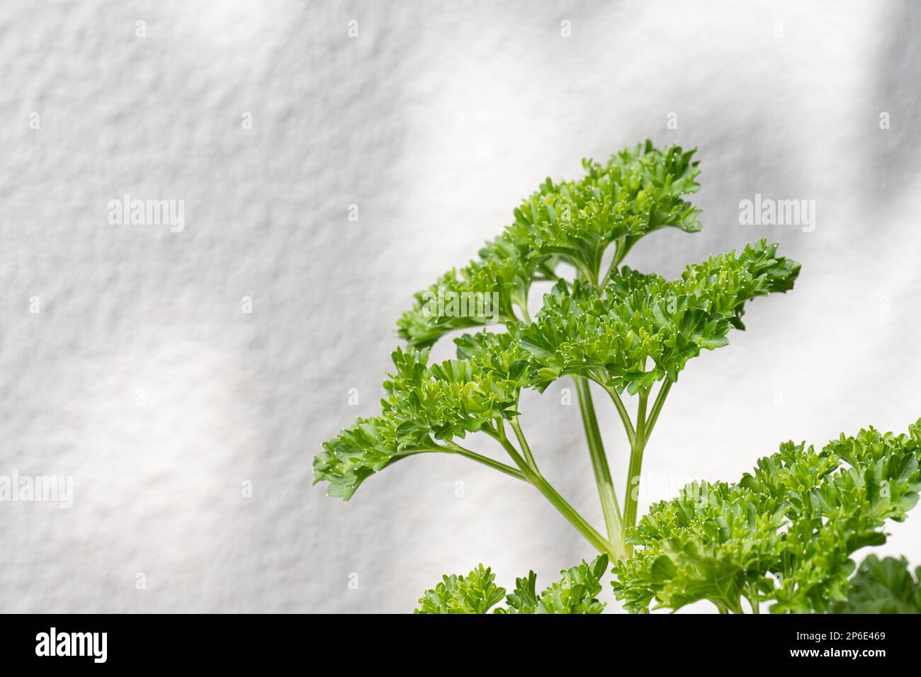 Fresh and green ripe parsley in the sun Stock Photo - Alamy