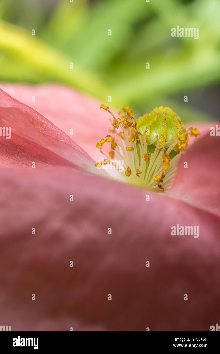 Closeup of stamen, stigma, filament of a blooming pink poppy flower ...