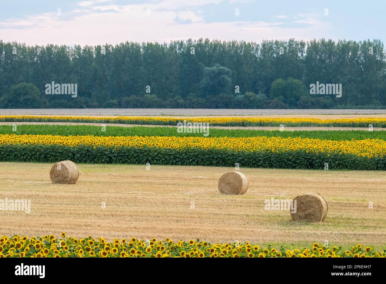 A rural landscape with a vast field of yellow sunflowers and several ...