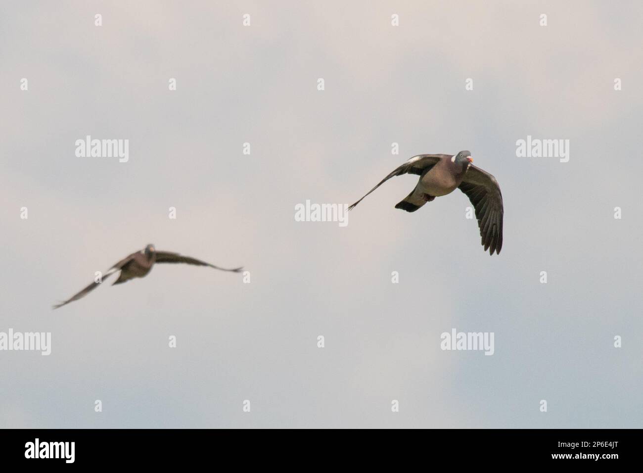 Flock pigeons flying across bright hi-res stock photography and images ...