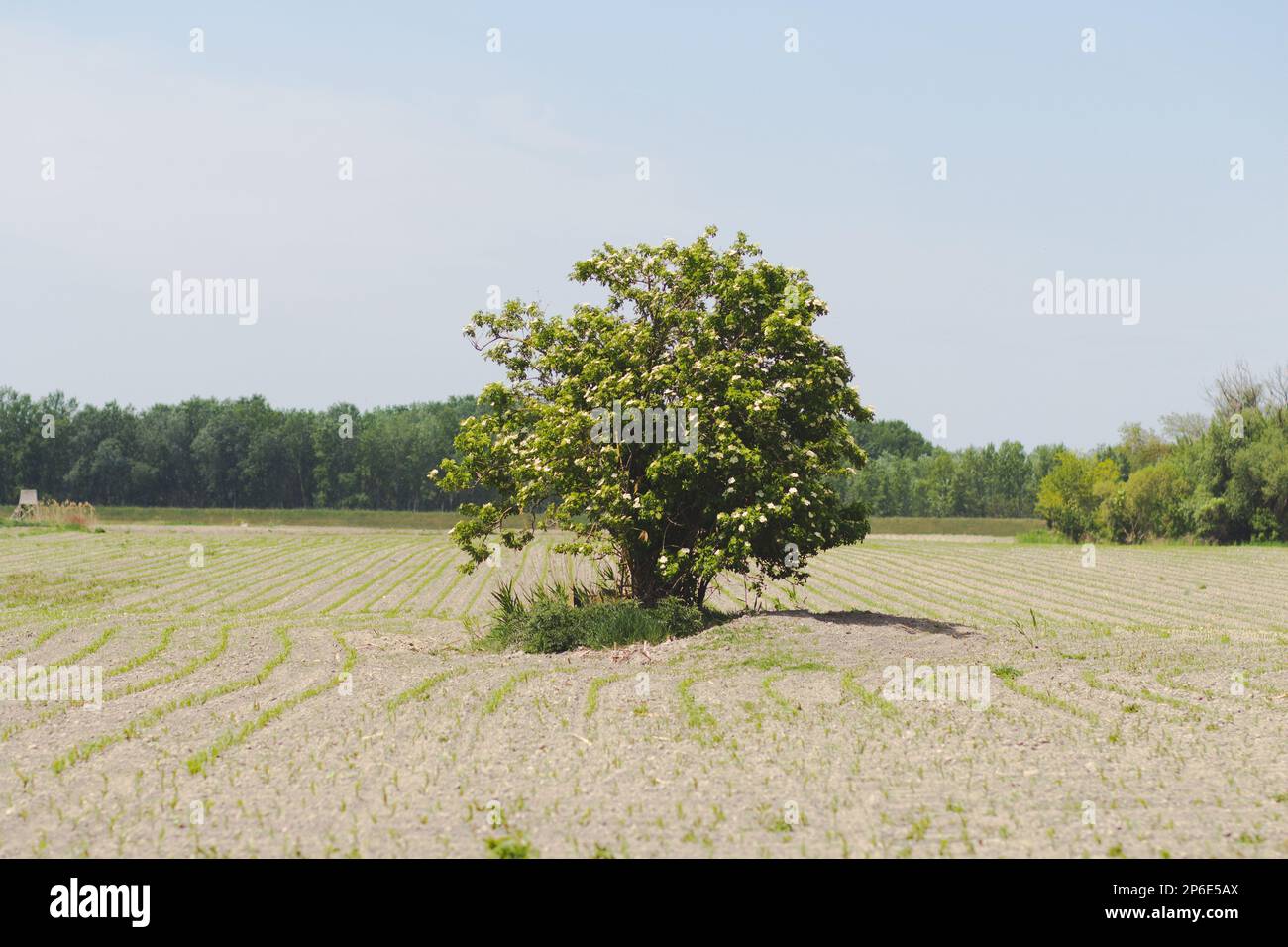 An idyllic landscape featuring a small tree growing in a vast, green ...