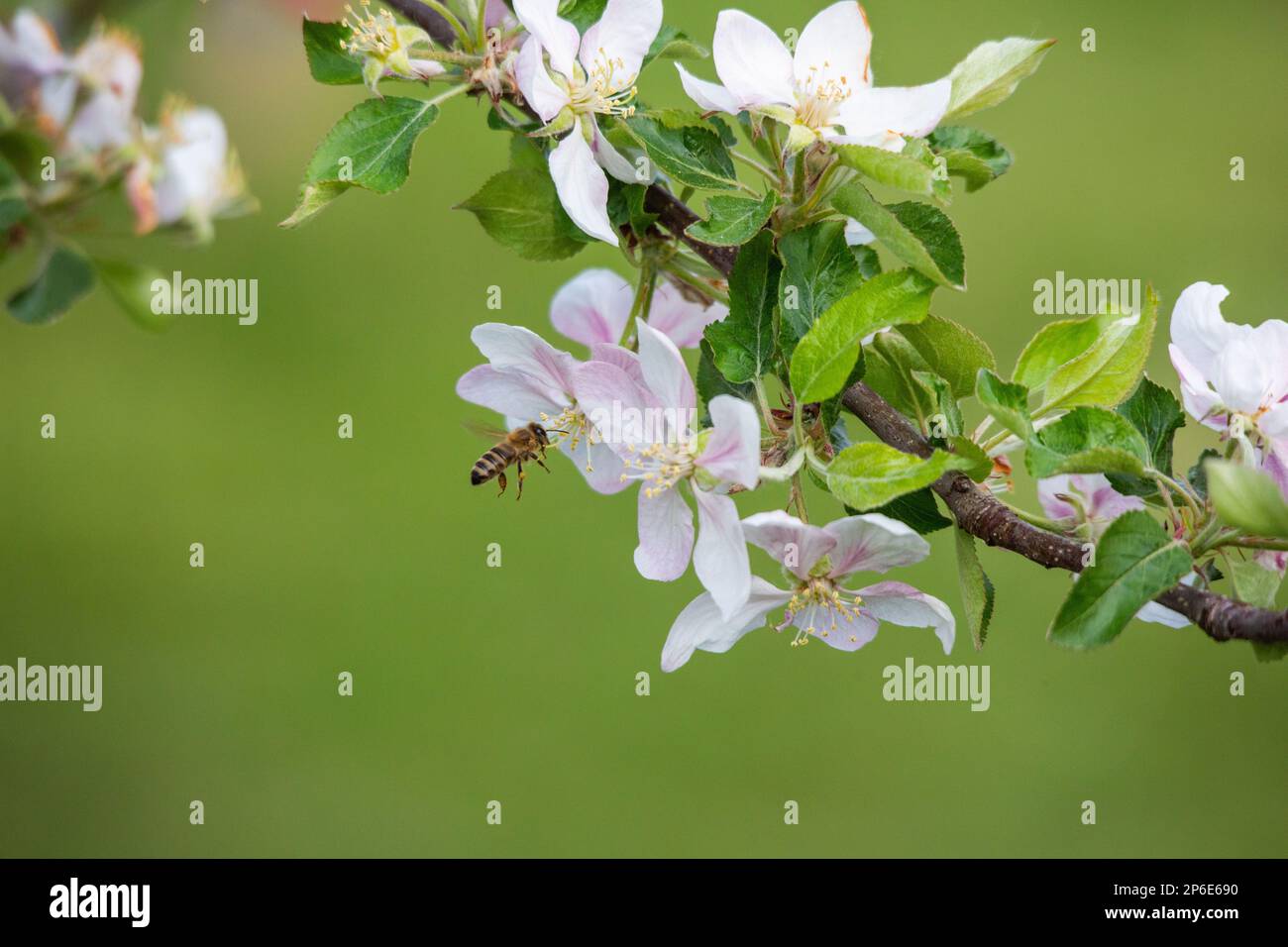 A bee is flying near an apple tree in full bloom, signifying the ...