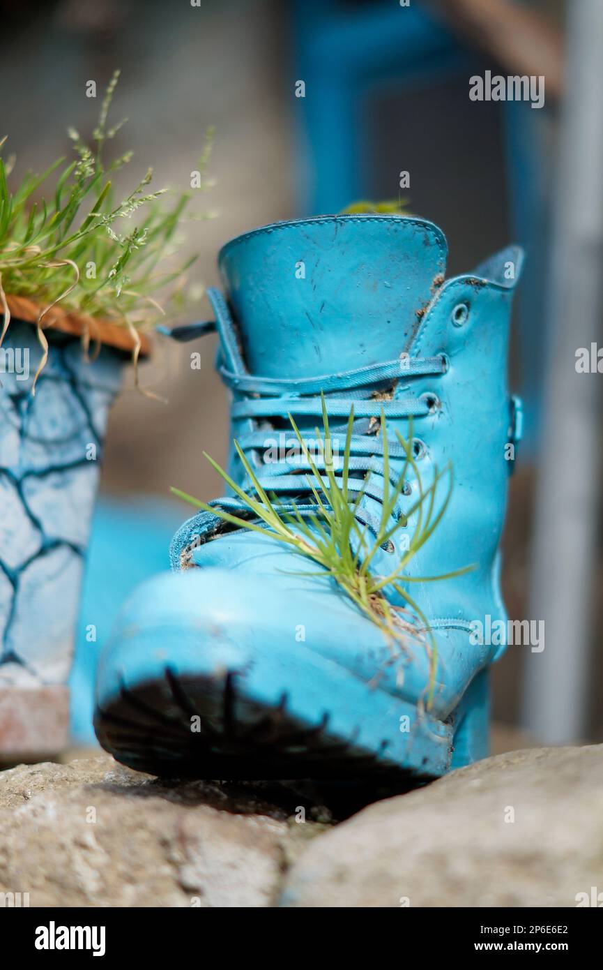 Old boots used as flower pots. Sustainability and reuse concept Stock ...