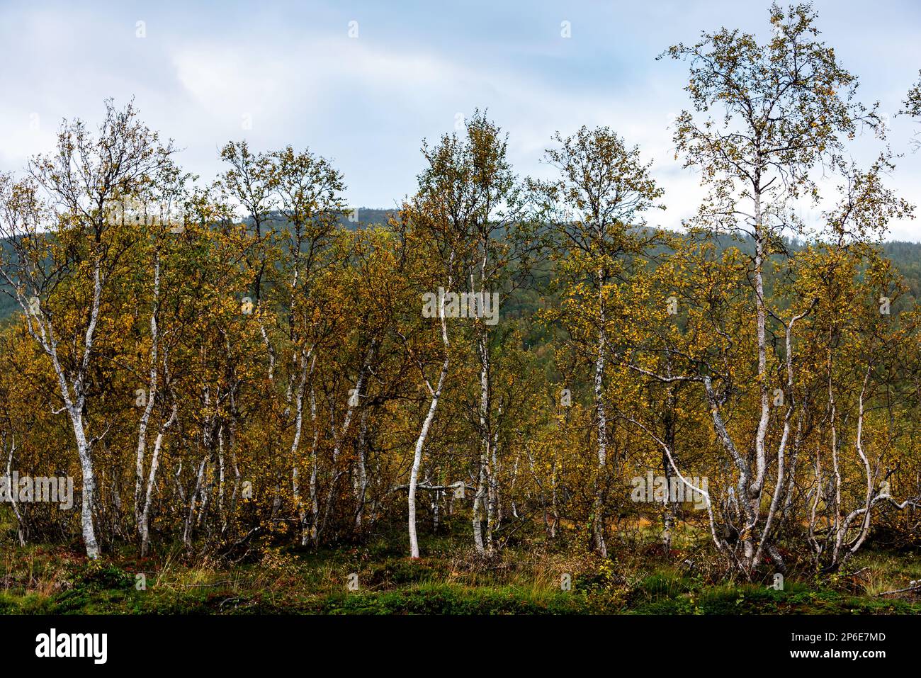 Aspen trees in fall colors hi-res stock photography and images - Alamy