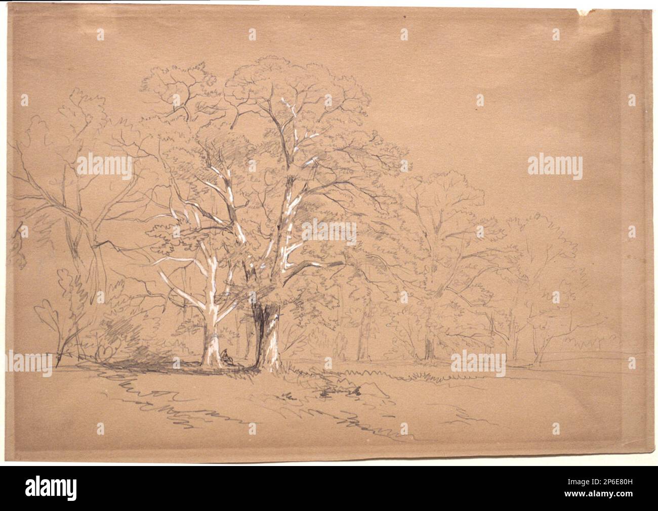 John Frederick Kensett, Trees, 1826–1872, pencil and white heightening ...