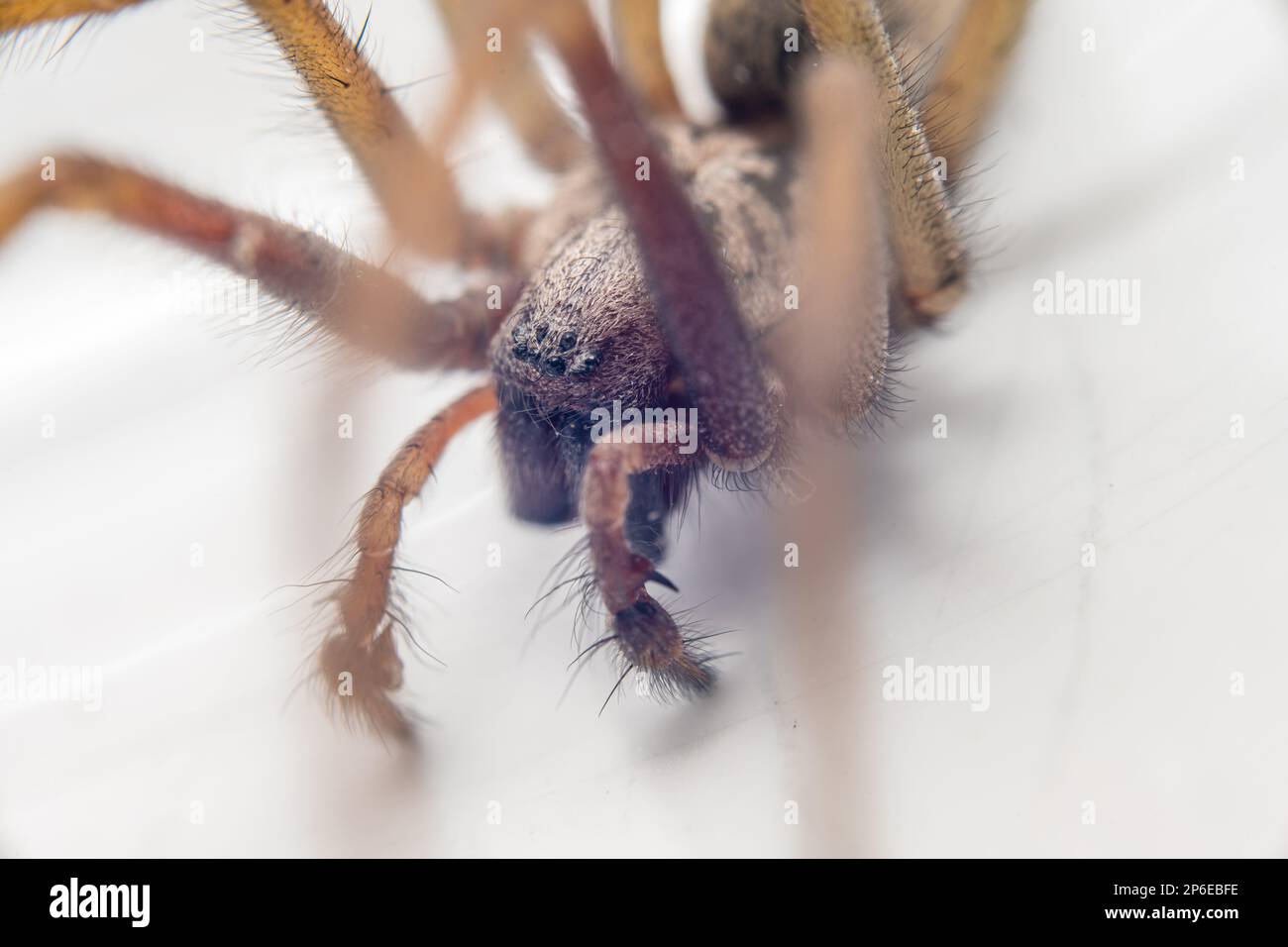 Macro photo of a Eratigena atrica also known as Giant house spider ...