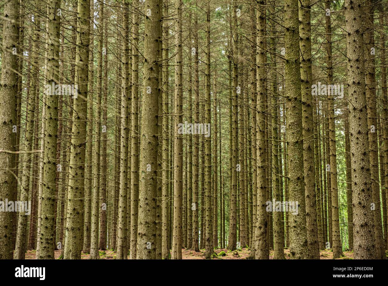 Tall planted trees in a forest Stock Photo - Alamy