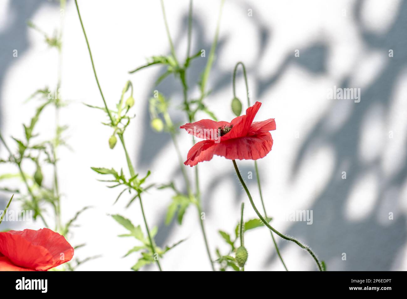 Deep red poppy hi-res stock photography and images - Alamy