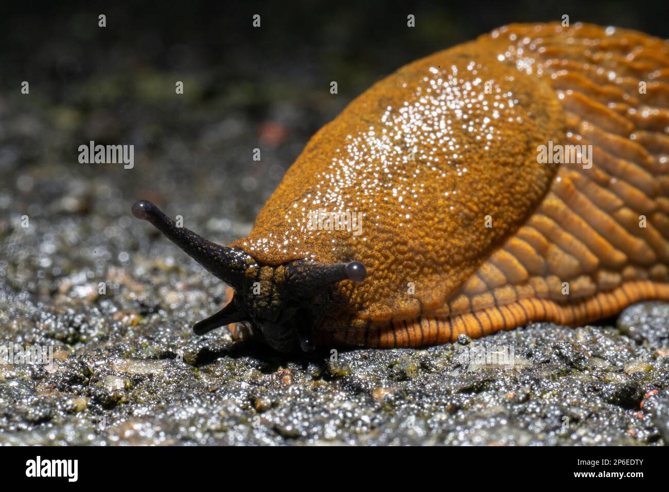 Brown spanish slug hurrying over asphalt Stock Photo - Alamy