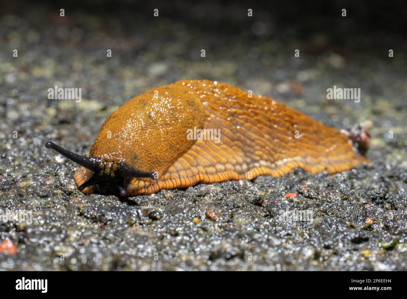 Brown spanish slug hurrying over asphalt Stock Photo - Alamy