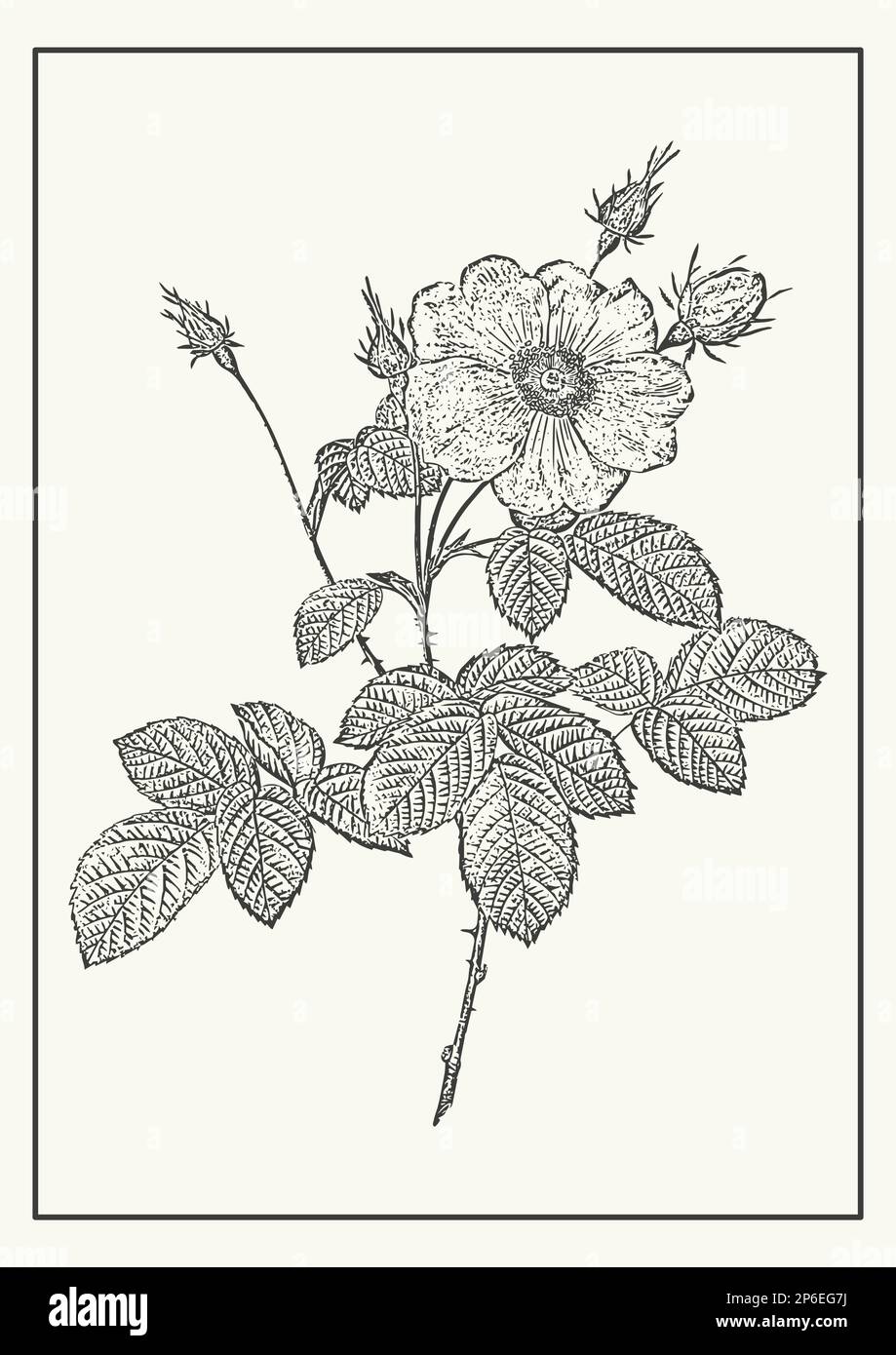 Rose flower sketch in vector, design element. Botanical drawing in ...