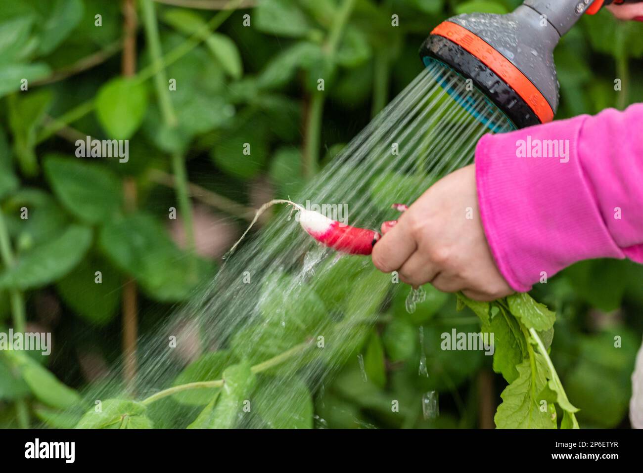 hand washing a freshly picked radish Stock Photo - Alamy