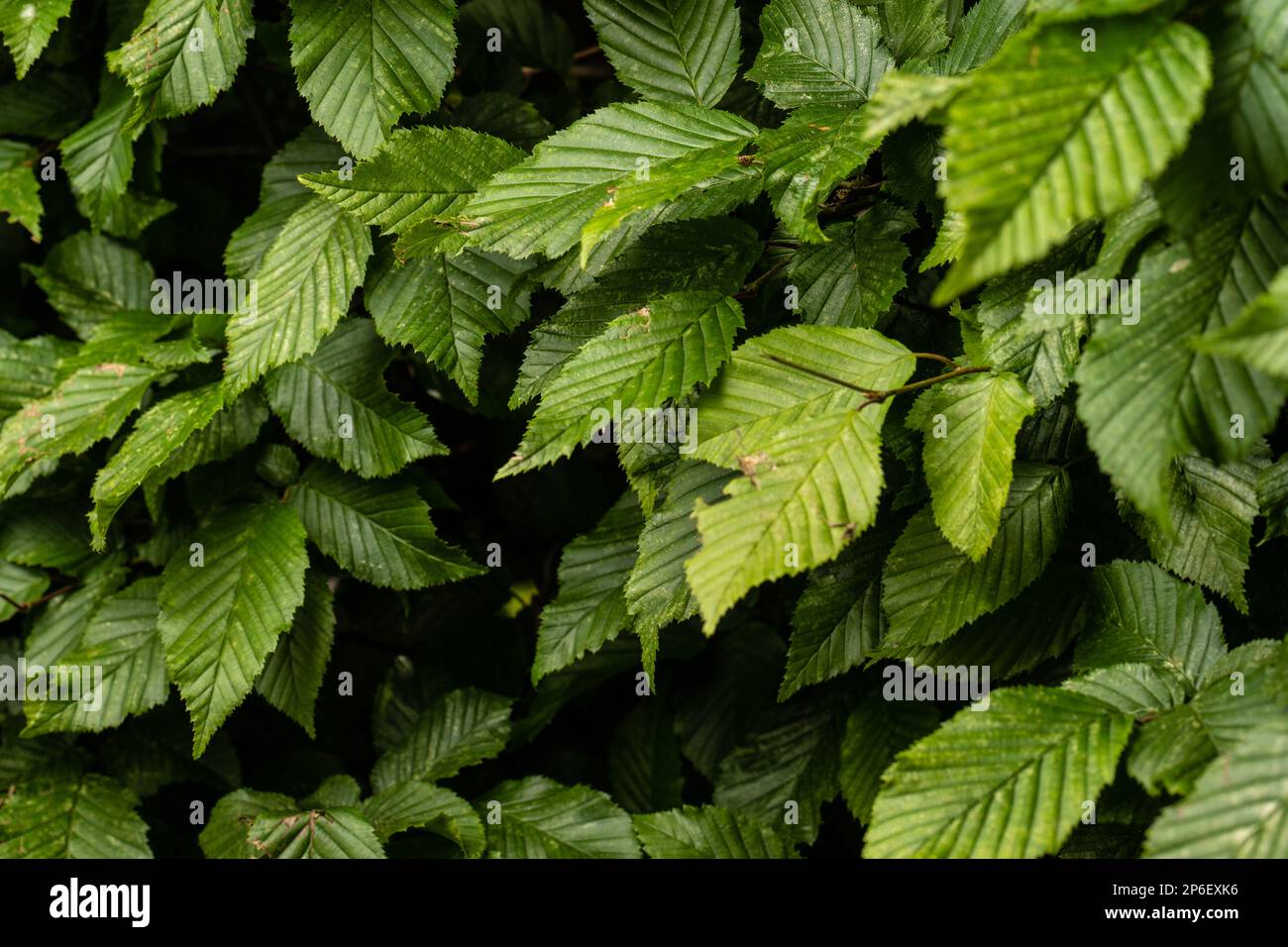 Carpinus betulus autumn leaf hi-res stock photography and images - Alamy