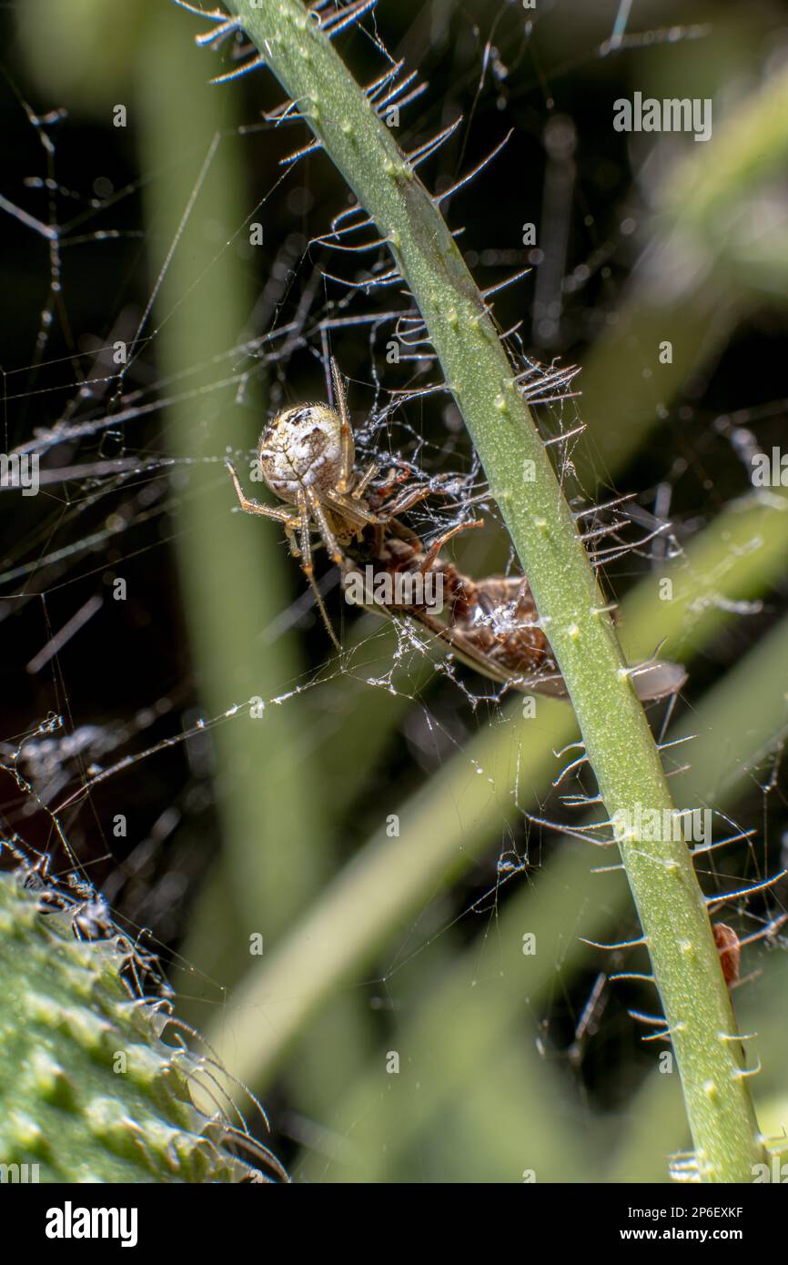 Small spider spinning its web on a flower stem attacking a trapped ...