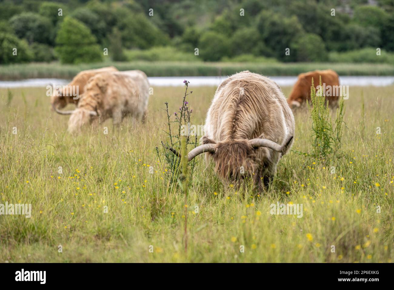 Highland cattle grazing on a field Stock Photo - Alamy