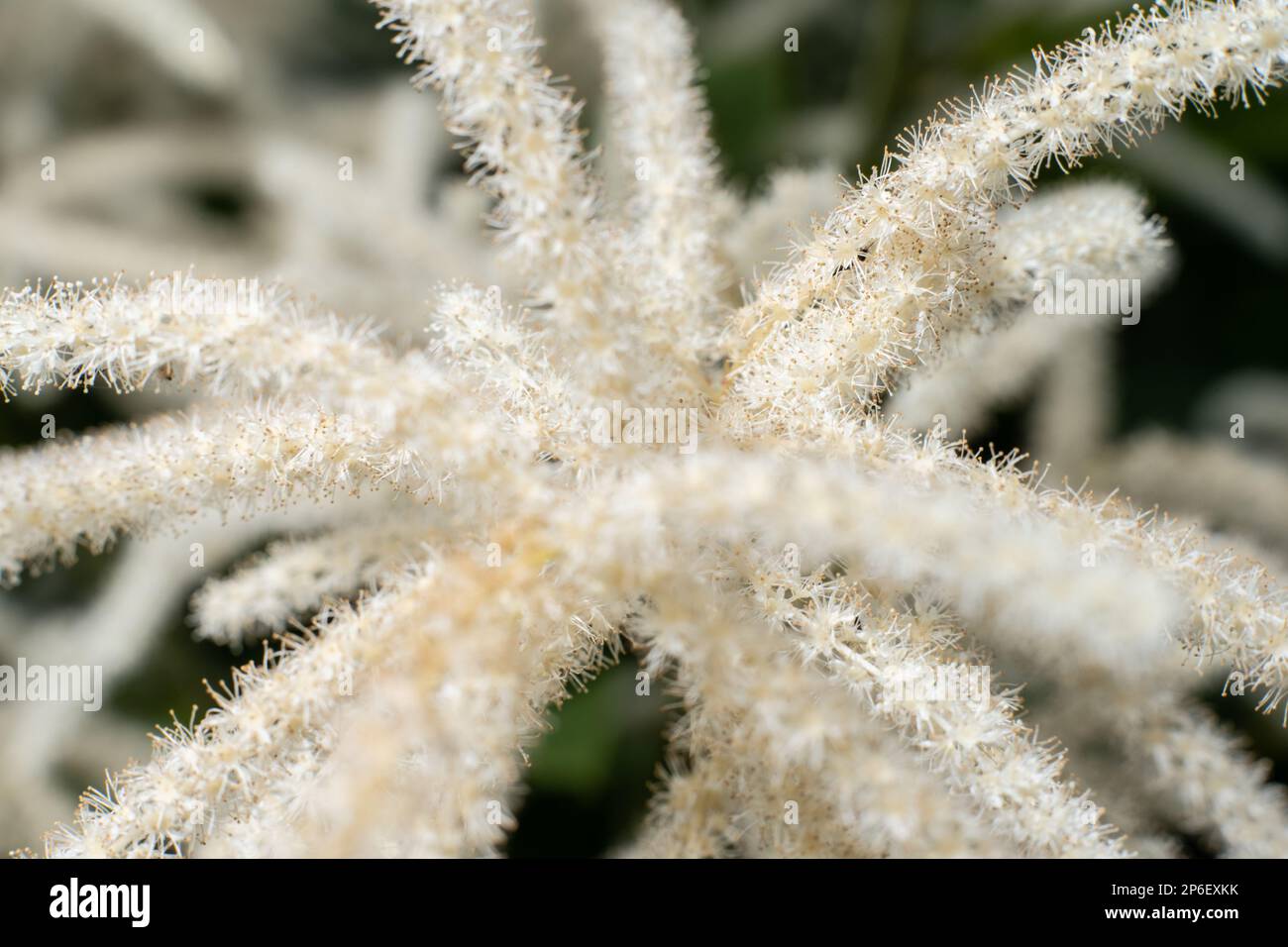 Flowers of Aruncus dioicus in a garden Stock Photo - Alamy