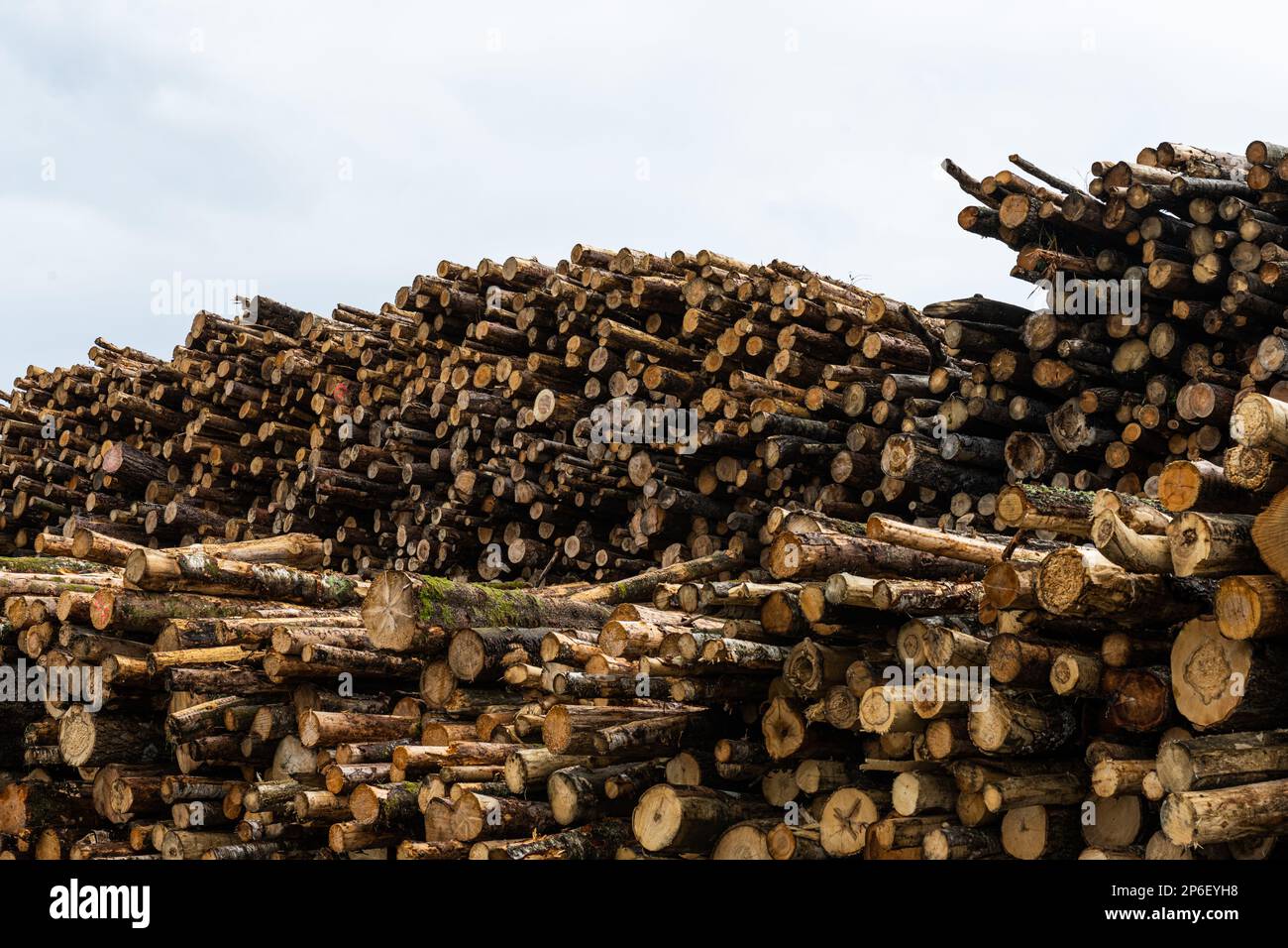 Large pile of logs ready to be shipped by boat Stock Photo - Alamy