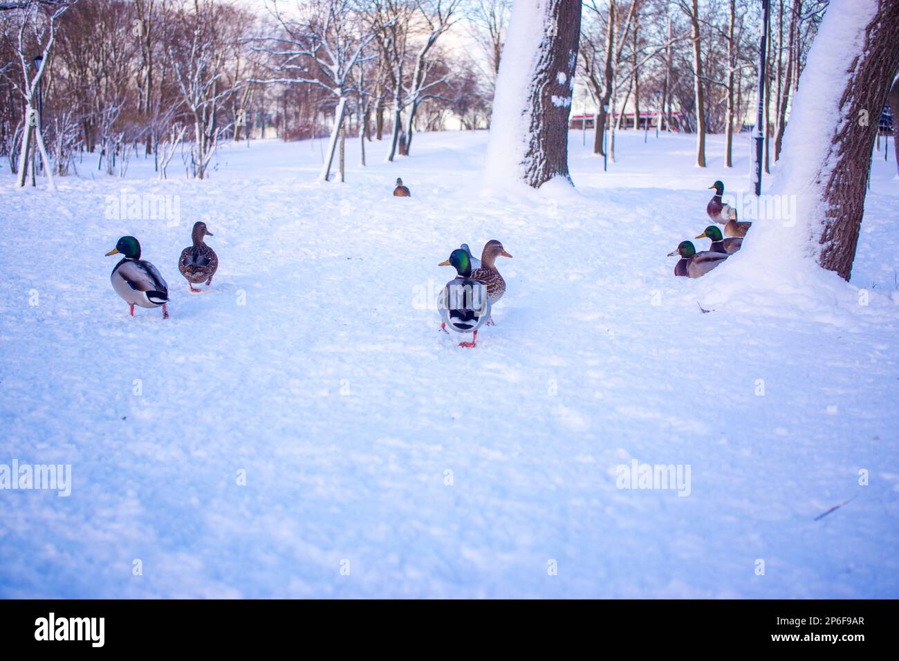 Flock of ducks on ice Stock Photo - Alamy
