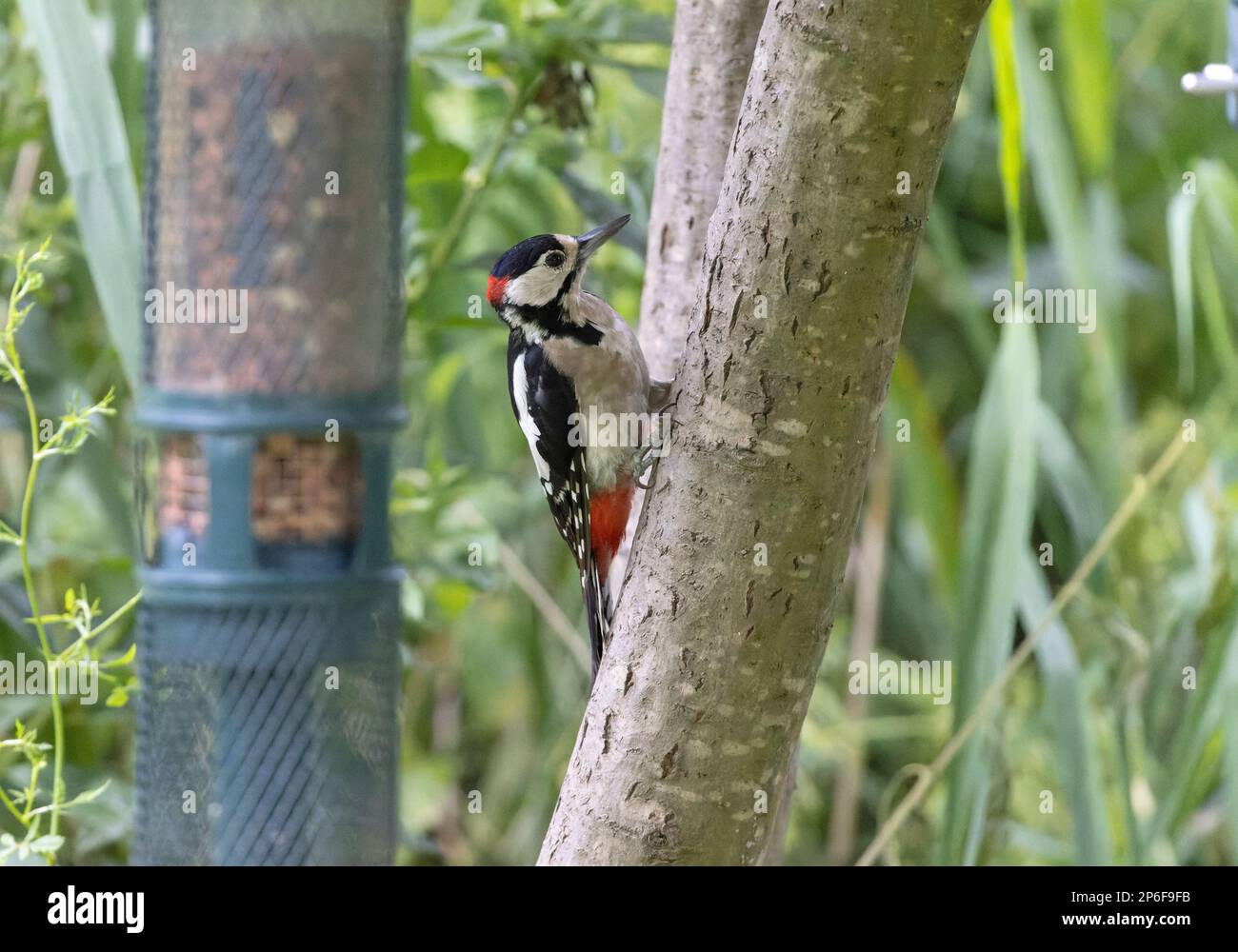 Woodpecker pecking wood hi-res stock photography and images - Alamy