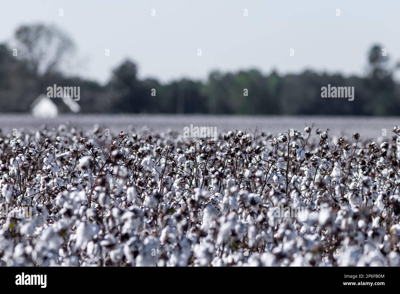 South Georgia cotton field ready for harvest Stock Photo - Alamy