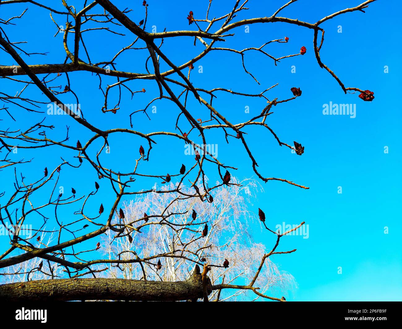 Sumac deer-horned in early spring in the city park. Large crown of Rhus ...