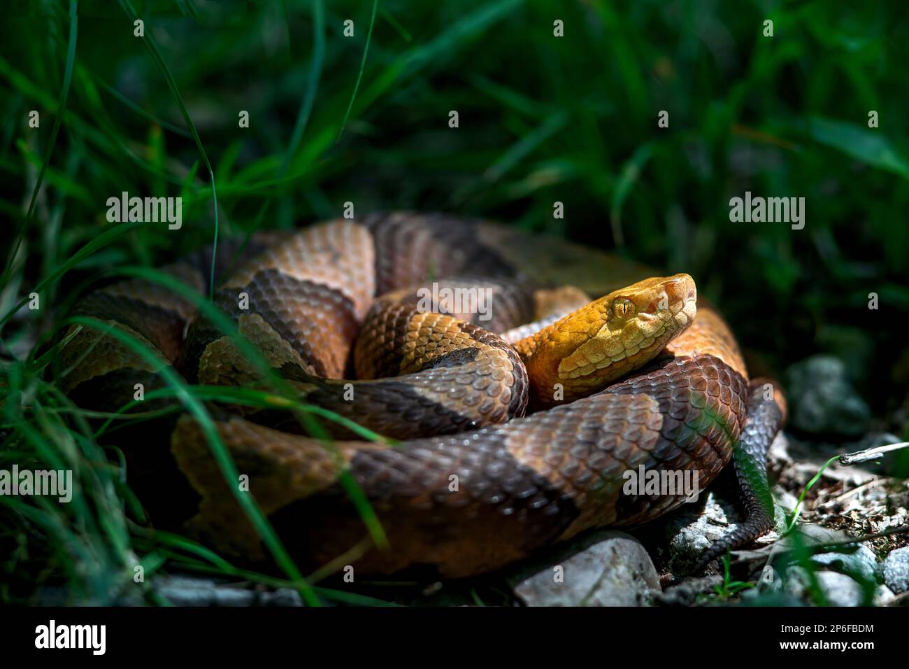 Northern copperhead snake from the Blue Hills, Massachusetts Stock ...